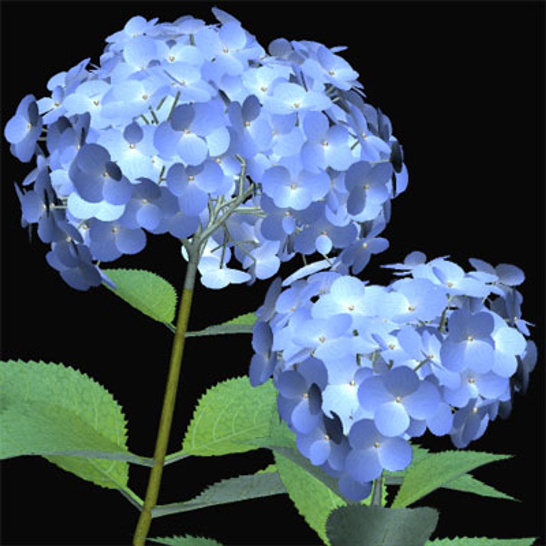 아지 사이 3D 모델 - TurboSquid 166706