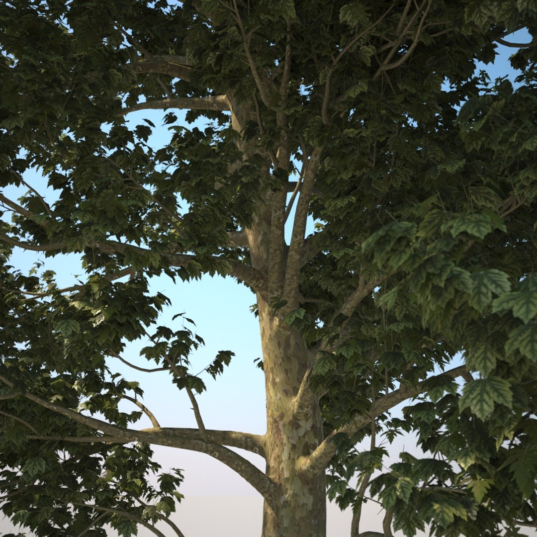 Plane Tree 2 - Max