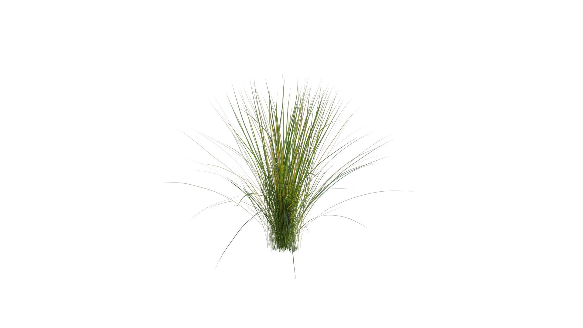 3D Prairie Dropseed Model - TurboSquid 1778867