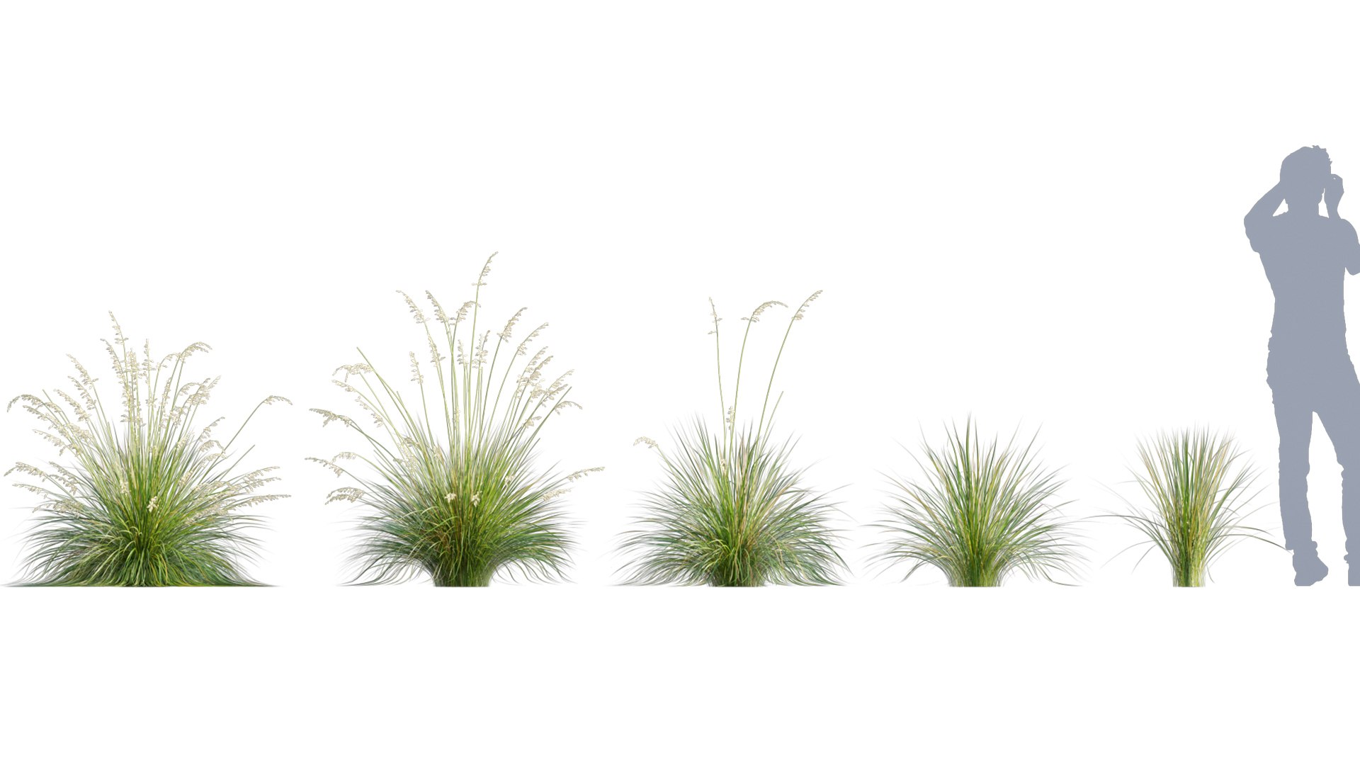 3D Prairie Dropseed Model - TurboSquid 1778867