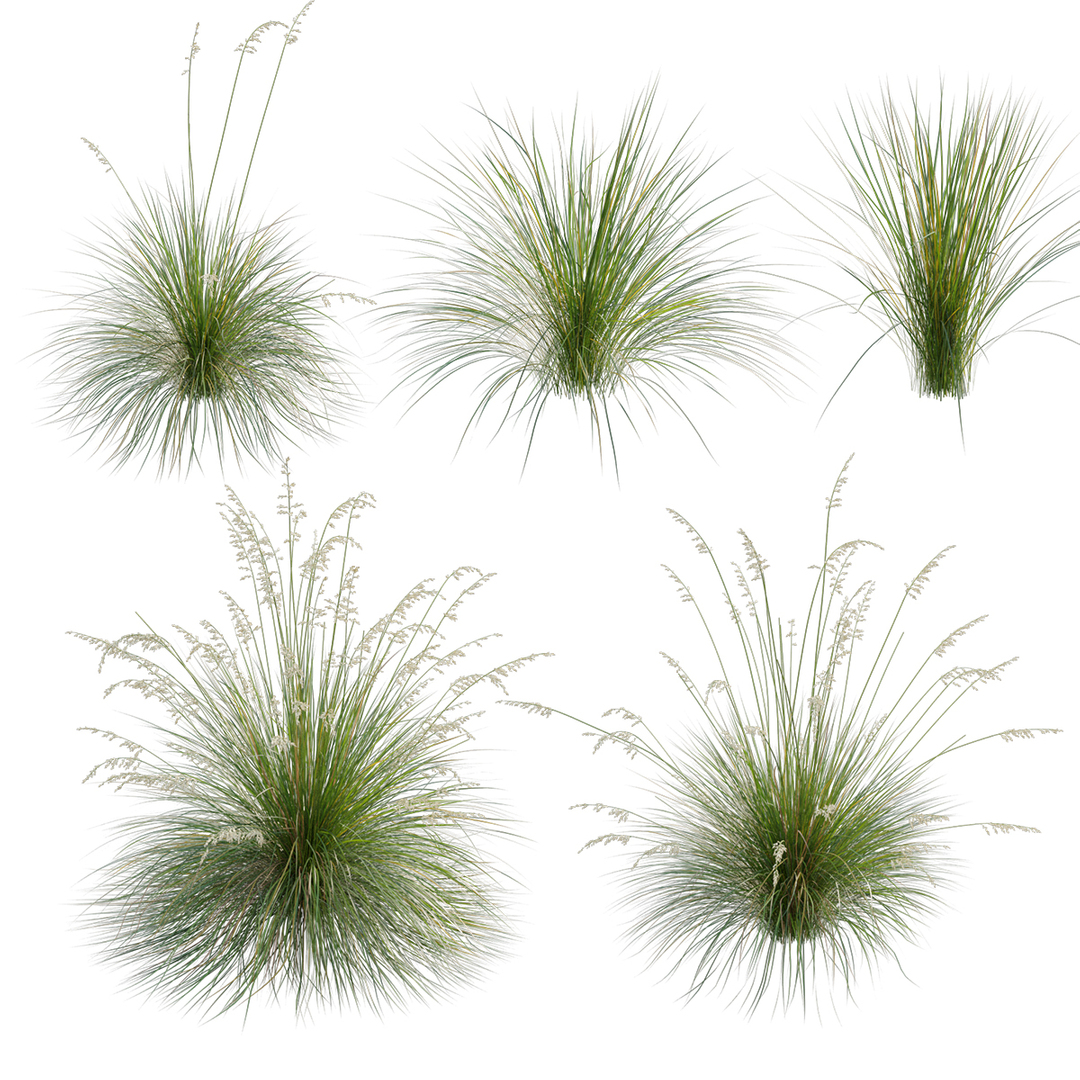 3D Prairie dropseed model - TurboSquid 1778867