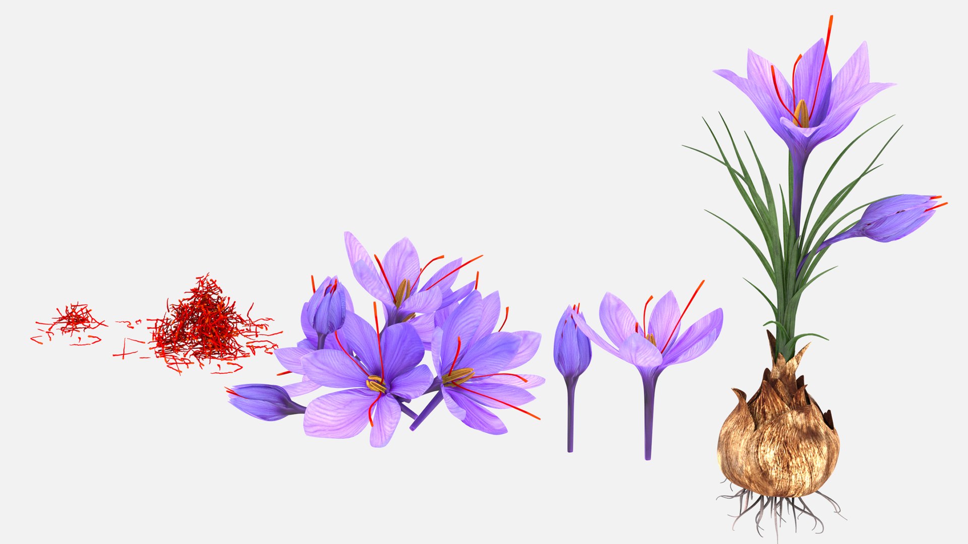 3D plant parts crocus saffron model - TurboSquid 1412211