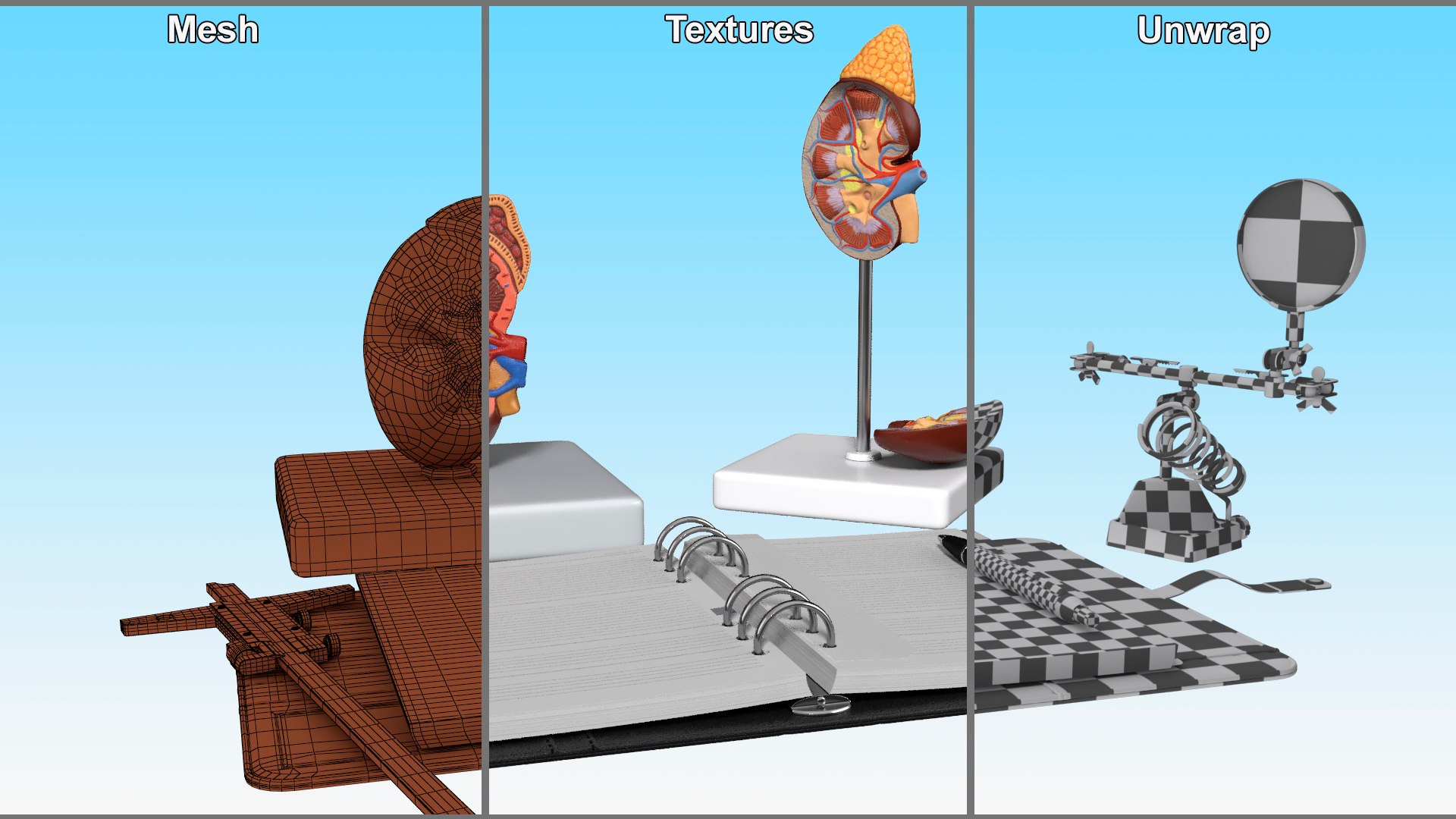 Anatomical Model Study With Measurement Instruments 3D - TurboSquid 2385130