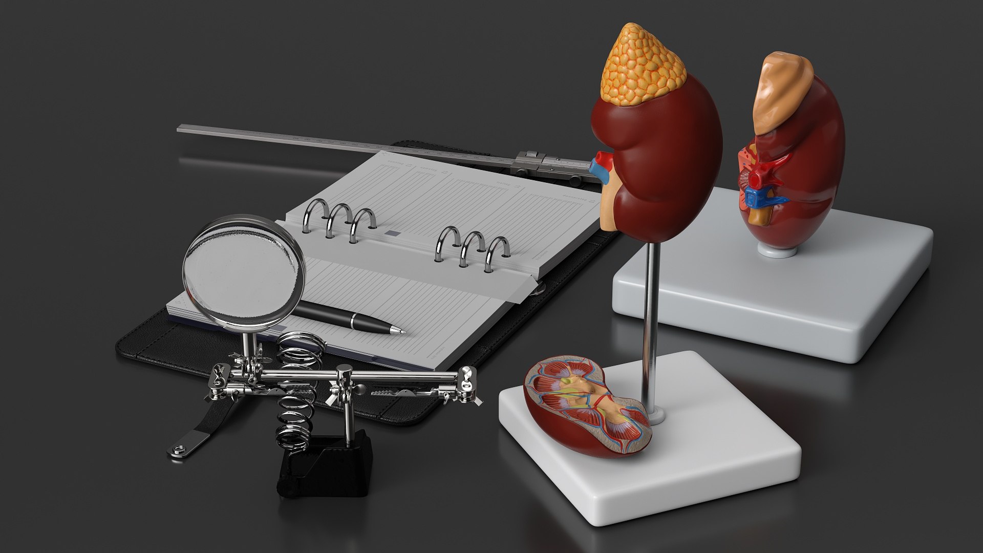 Anatomical Model Study With Measurement Instruments 3D - TurboSquid 2385130
