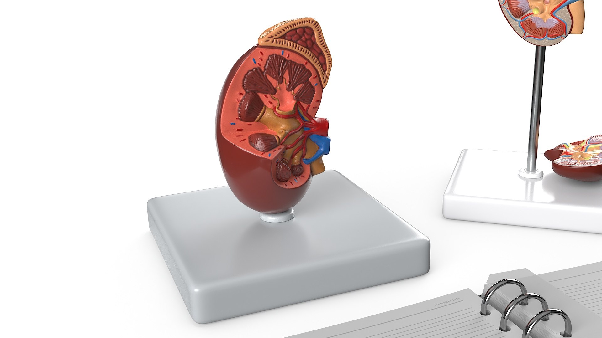 Anatomical Model Study With Measurement Instruments 3D - TurboSquid 2385130