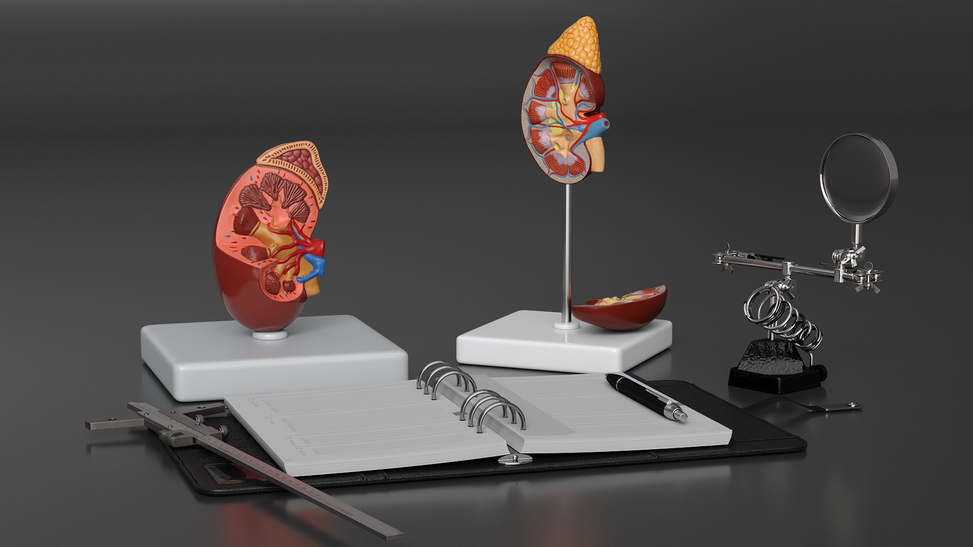 Anatomical Model Study With Measurement Instruments 3D - TurboSquid 2385130
