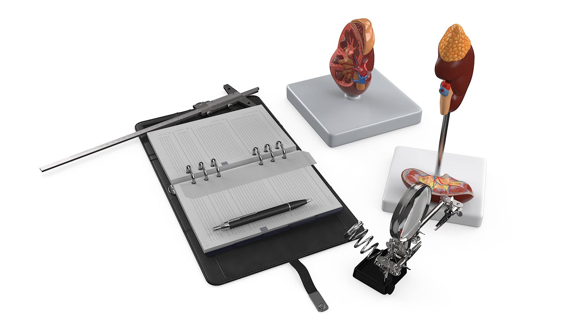 Anatomical Model Study With Measurement Instruments 3D - TurboSquid 2385130