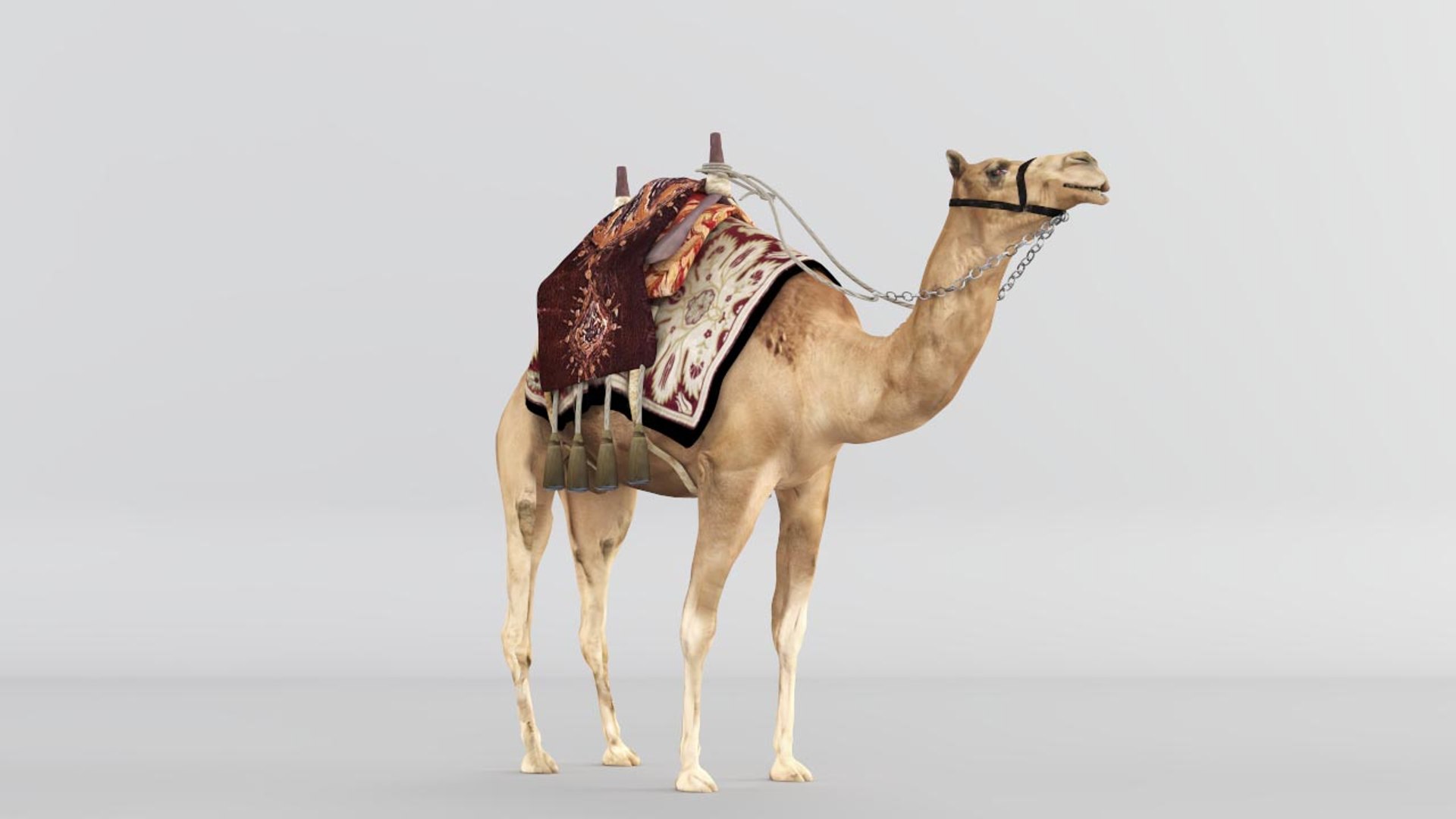 3D Camel - TurboSquid 1471983