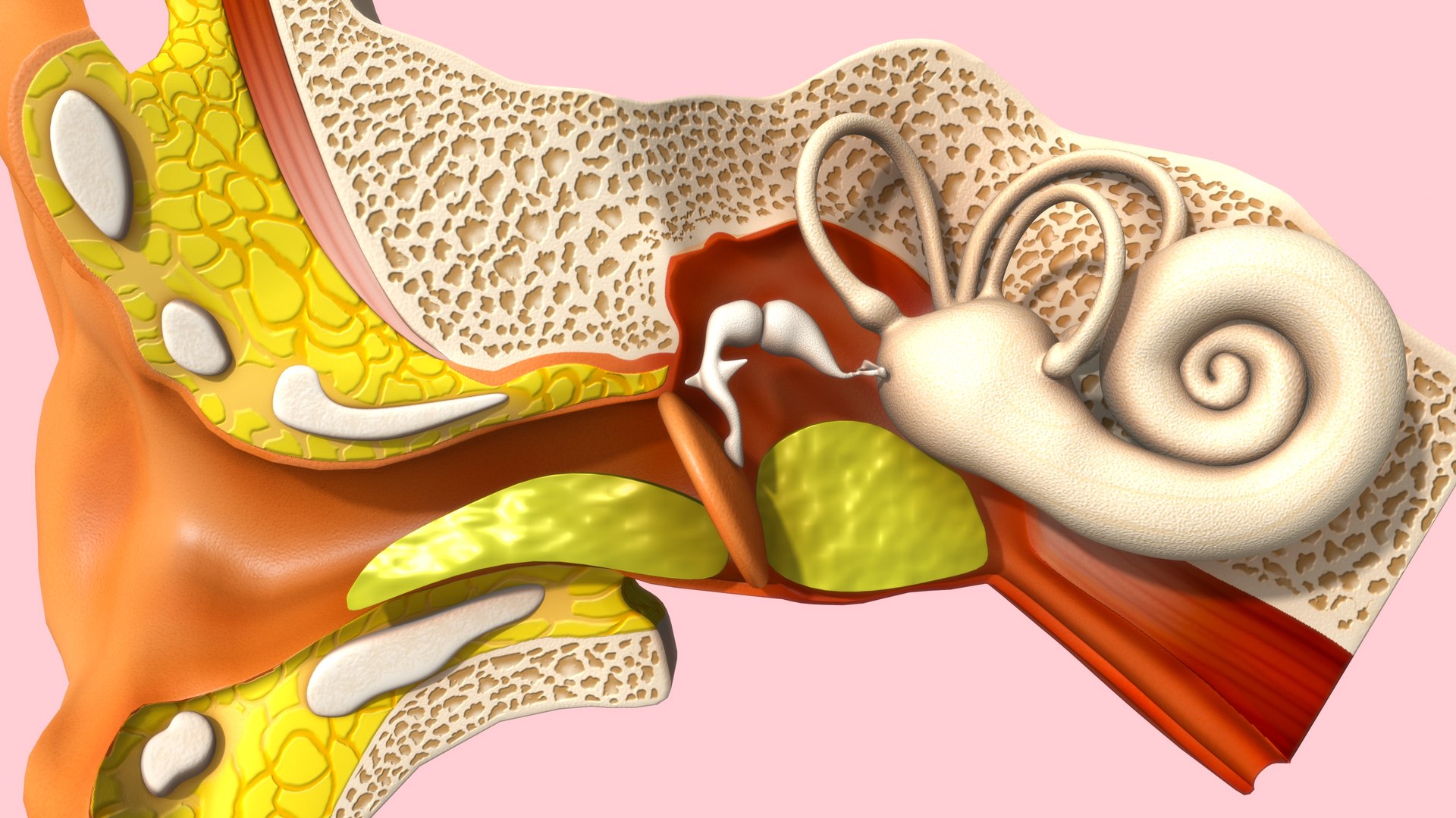 Human Ear 3D Model - TurboSquid 2186396