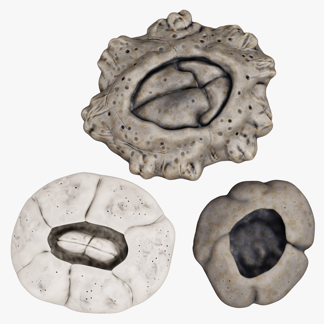 Barnacles 3D Model - TurboSquid 2360344