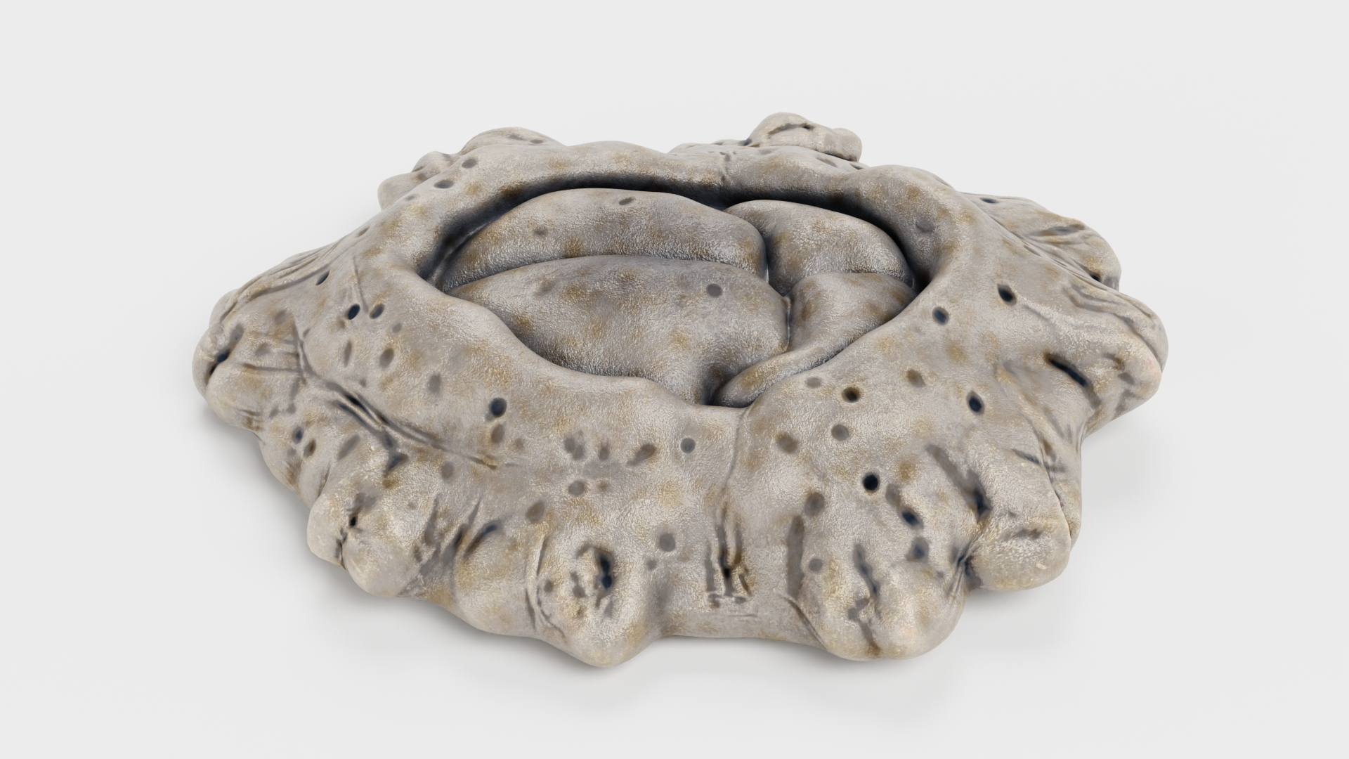 Barnacles 3D Model - TurboSquid 2360344