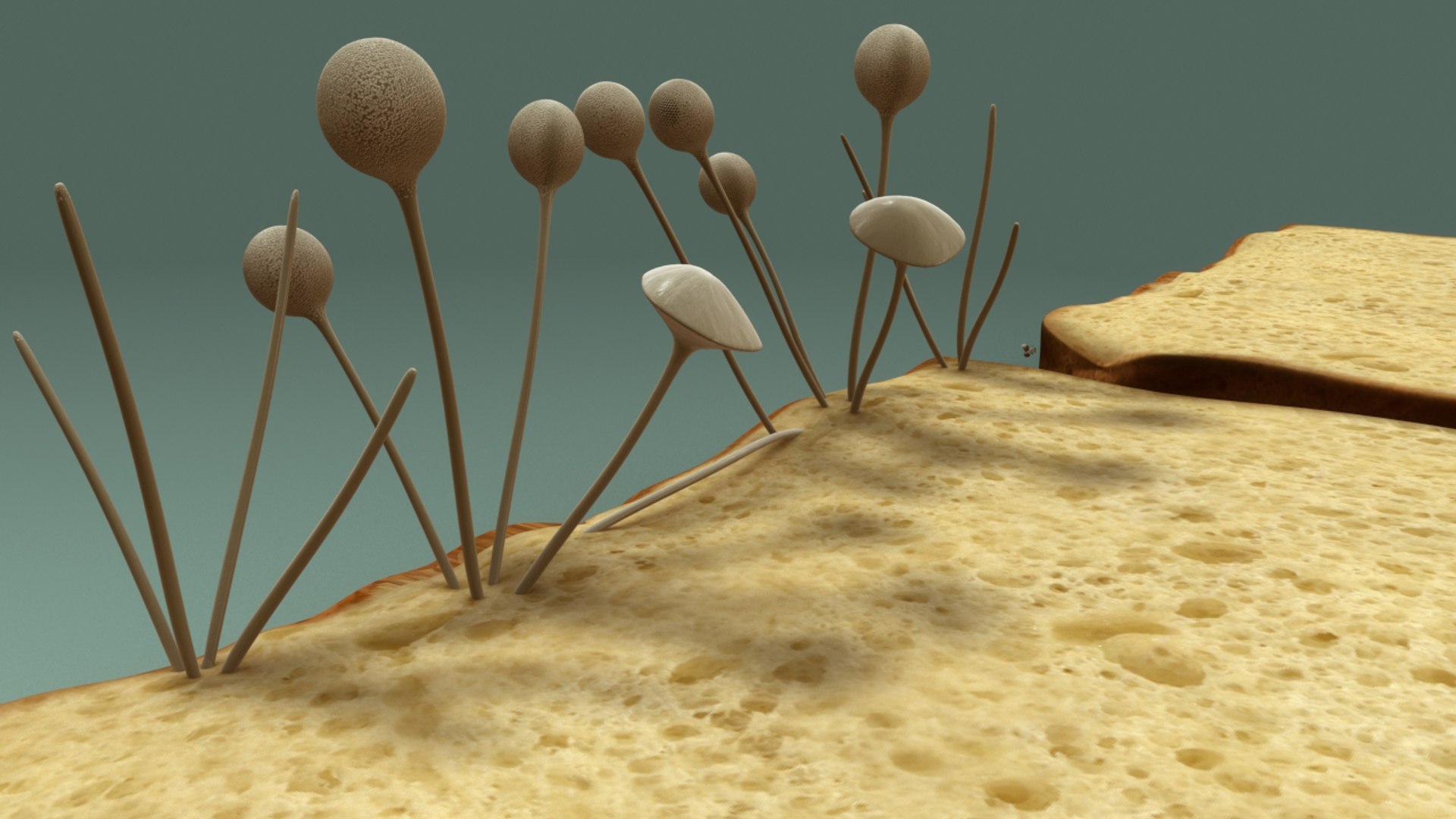 3d Obj Fungi