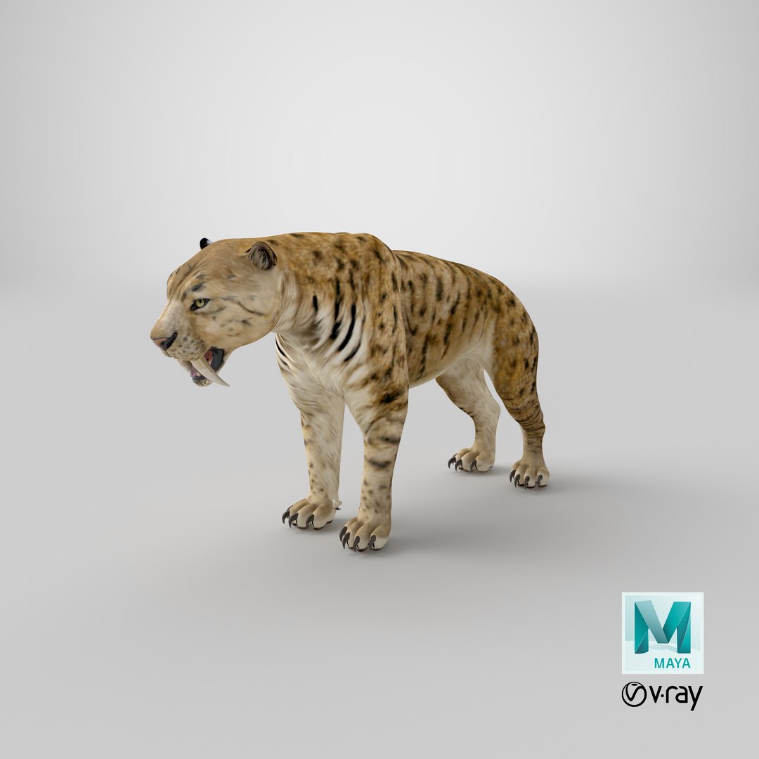 Saber Tooth Tiger 3D Model - TurboSquid 1329664