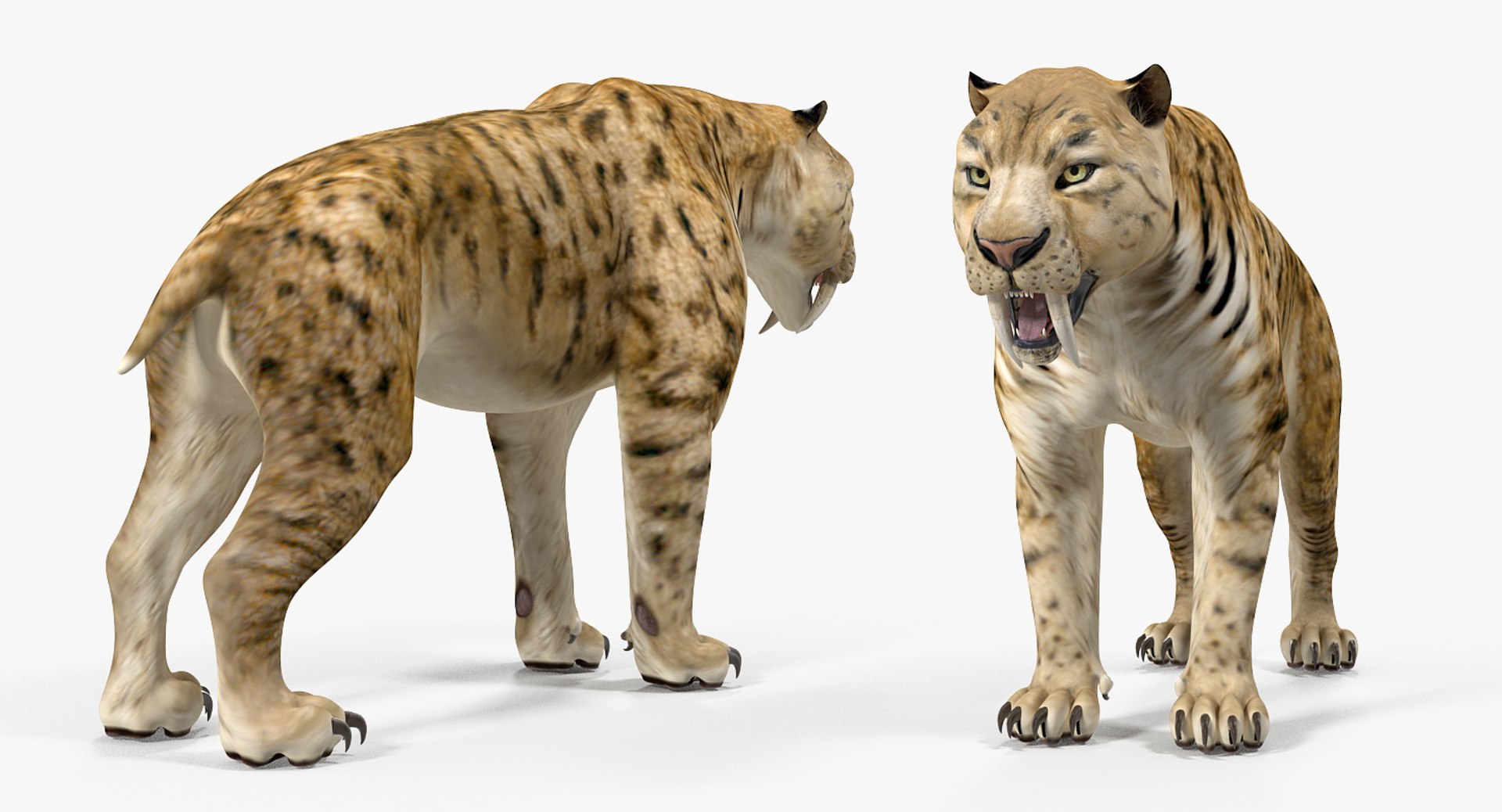 Saber Tooth Tiger 3D Model - TurboSquid 1329664