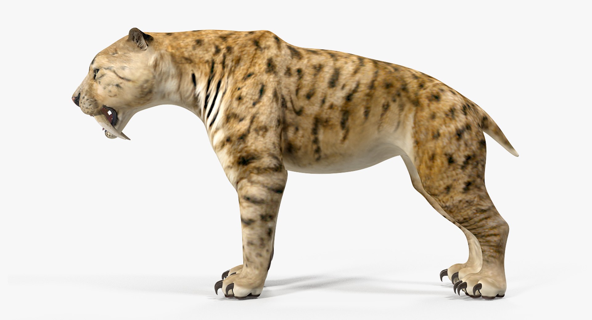 Saber Tooth Tiger 3D Model - TurboSquid 1329664