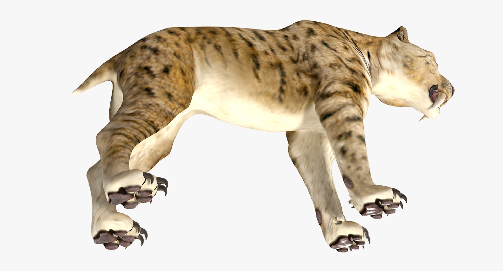 Saber Tooth Tiger 3D Model - TurboSquid 1329664