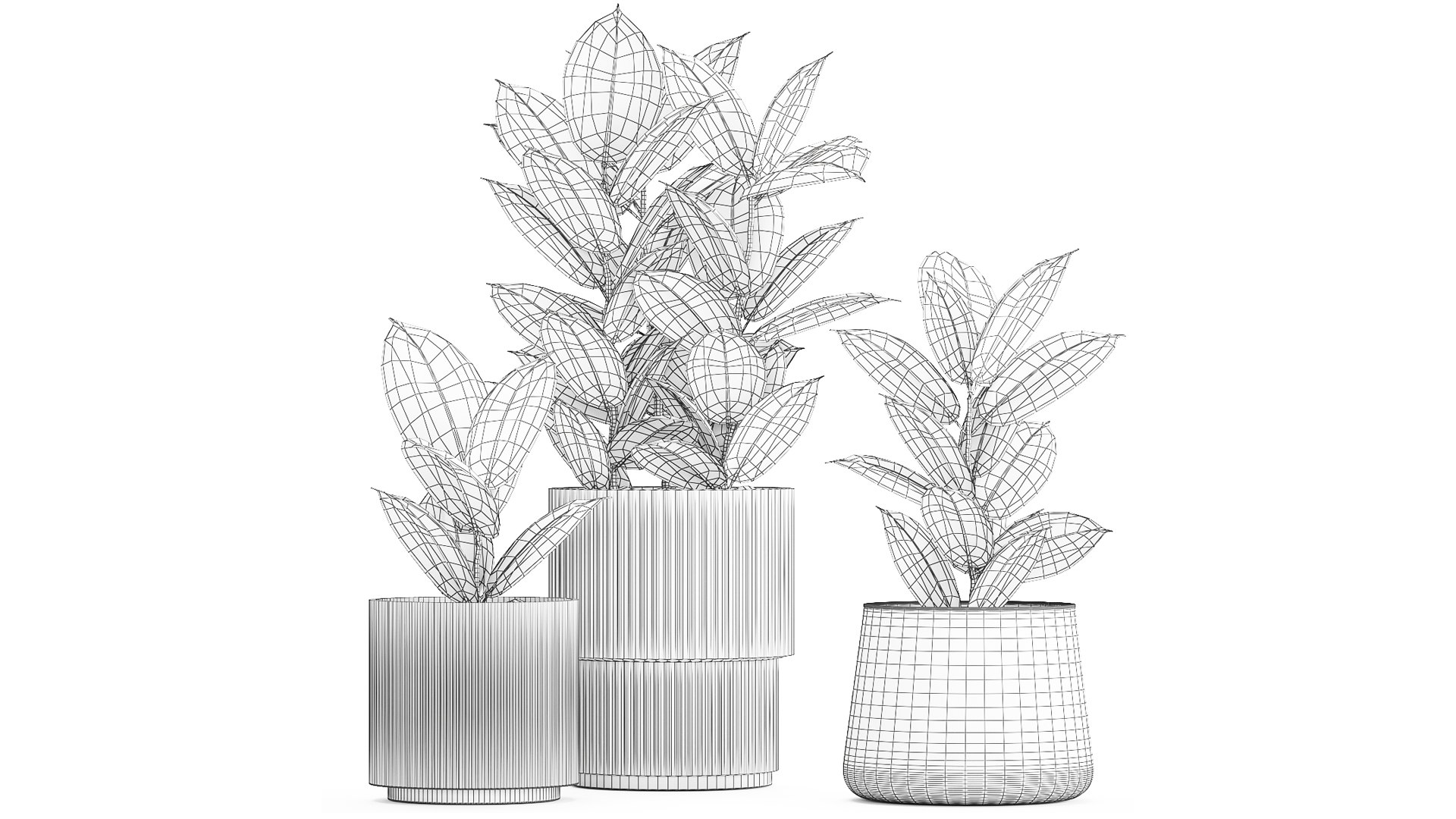 3D Beautiful Ficus Elastica Trees In Flowerpots 1246 - TurboSquid 2047023