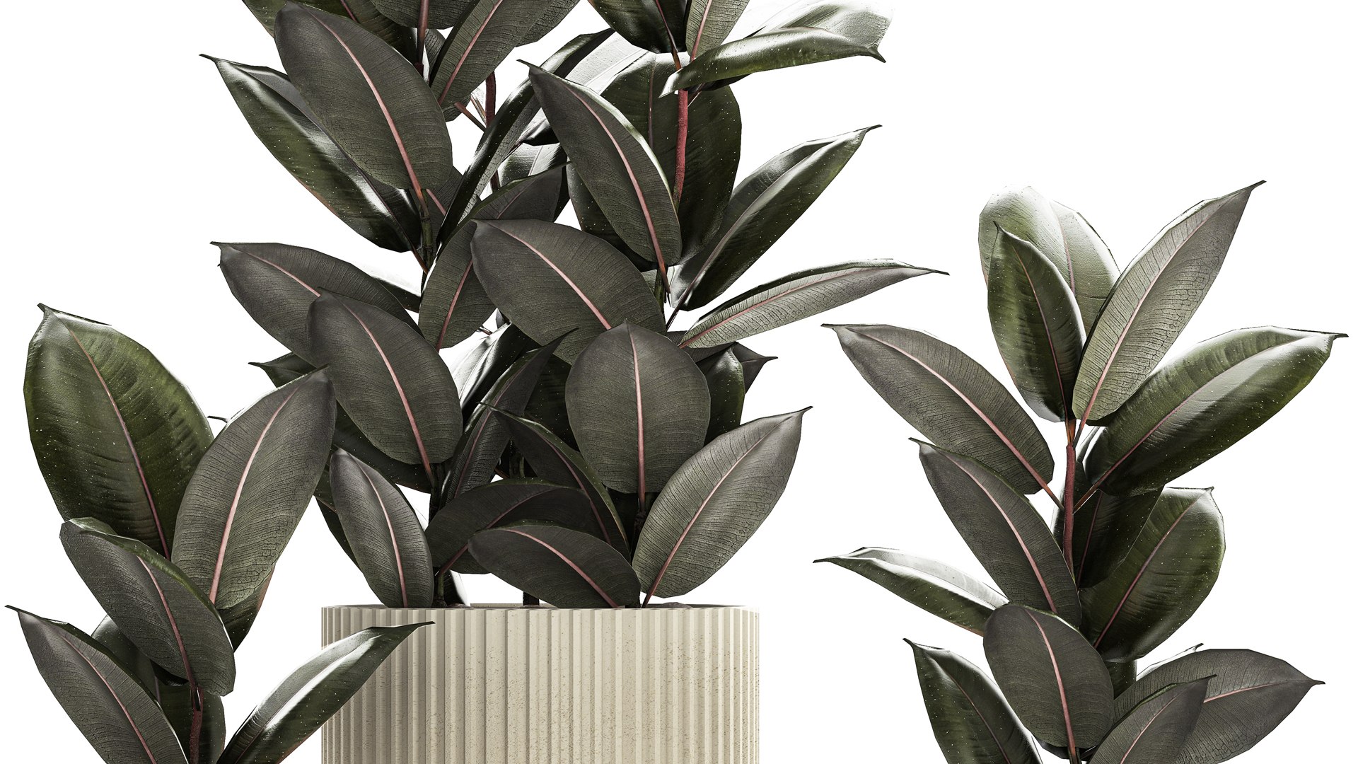 3D Beautiful Ficus Elastica Trees In Flowerpots 1246 - TurboSquid 2047023