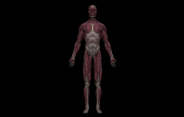 modelo 3d Colección Realistic Male Basemesh - TurboSquid 1729052