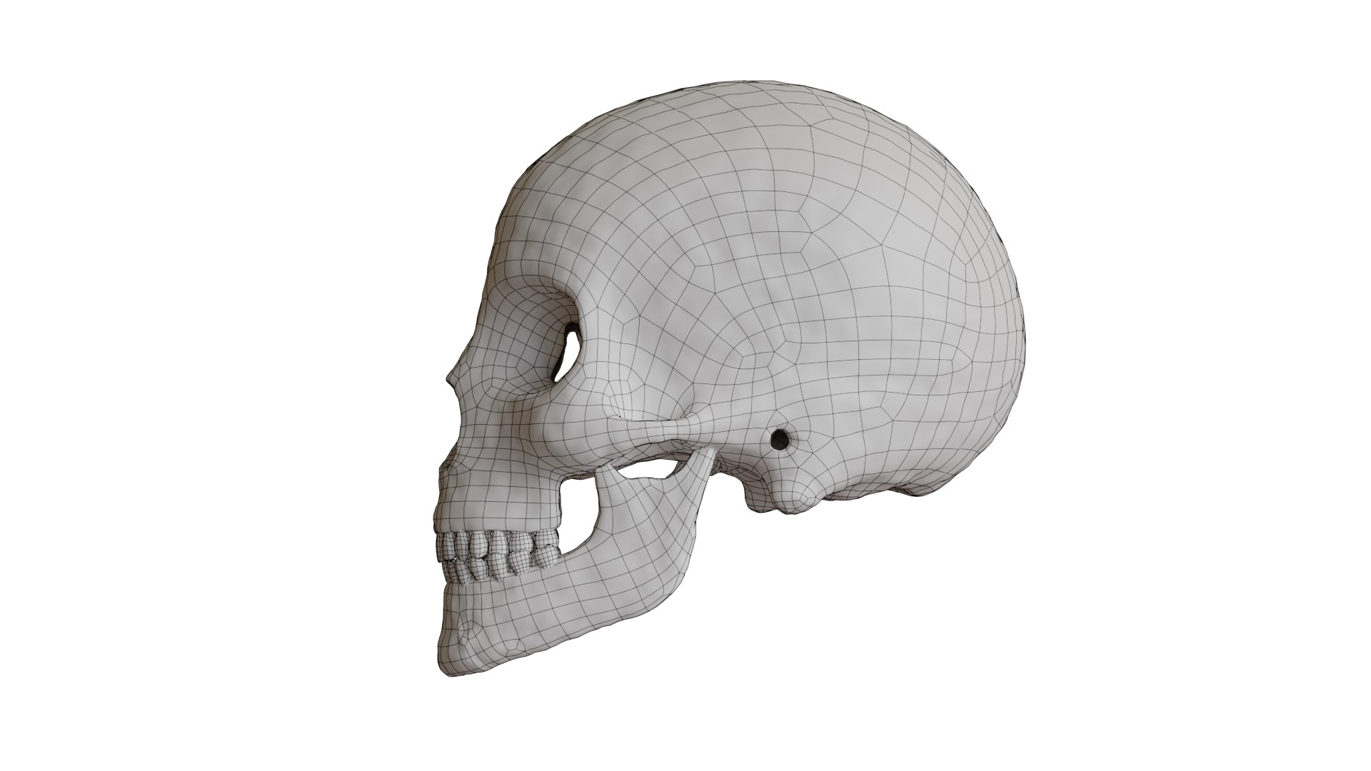 Skull 3D Model - TurboSquid 2145910
