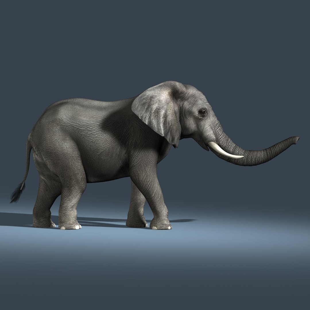 3d Photorealistic African Elephant Rigged Model