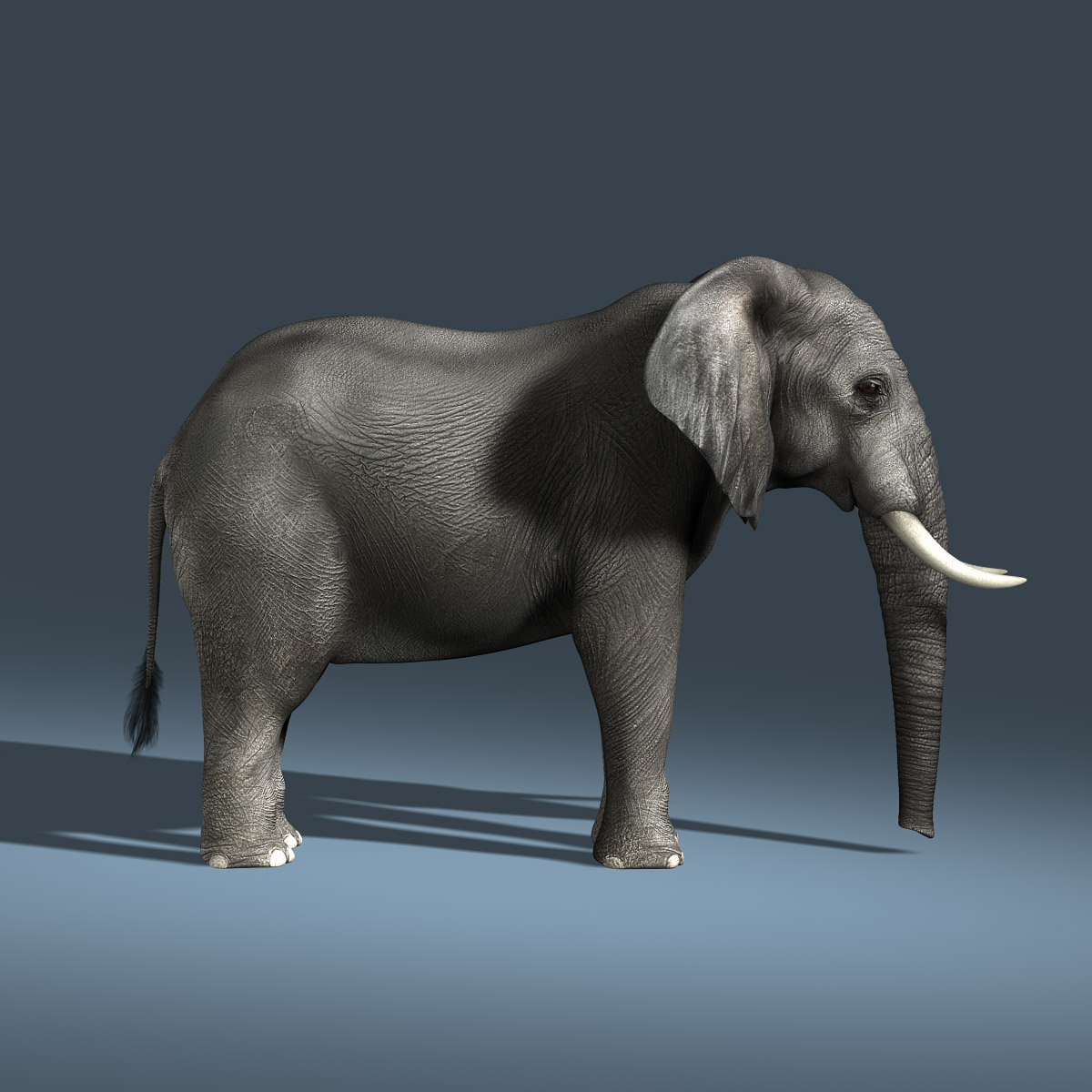 3d photorealistic african elephant rigged model