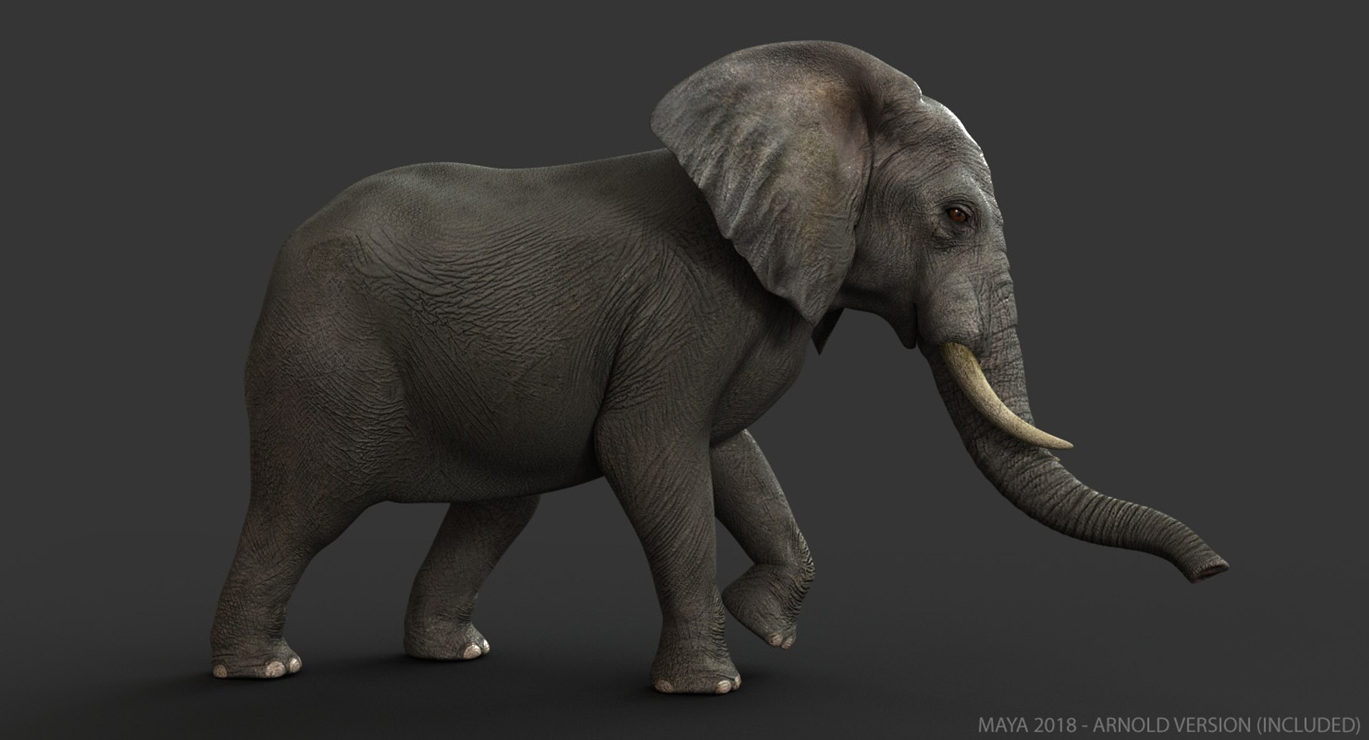 3d Photorealistic African Elephant Rigged Model