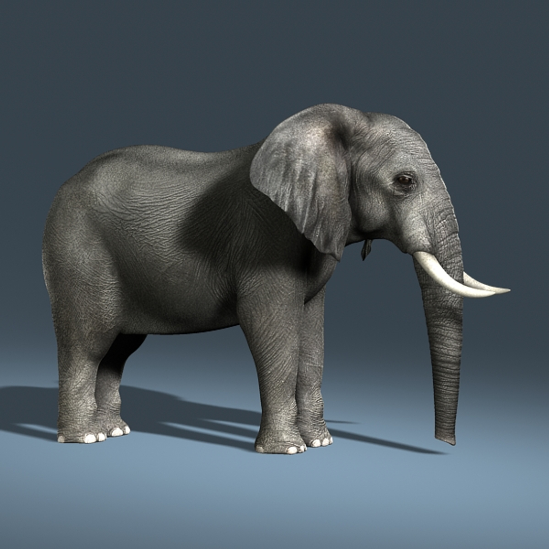3d Photorealistic African Elephant Rigged Model