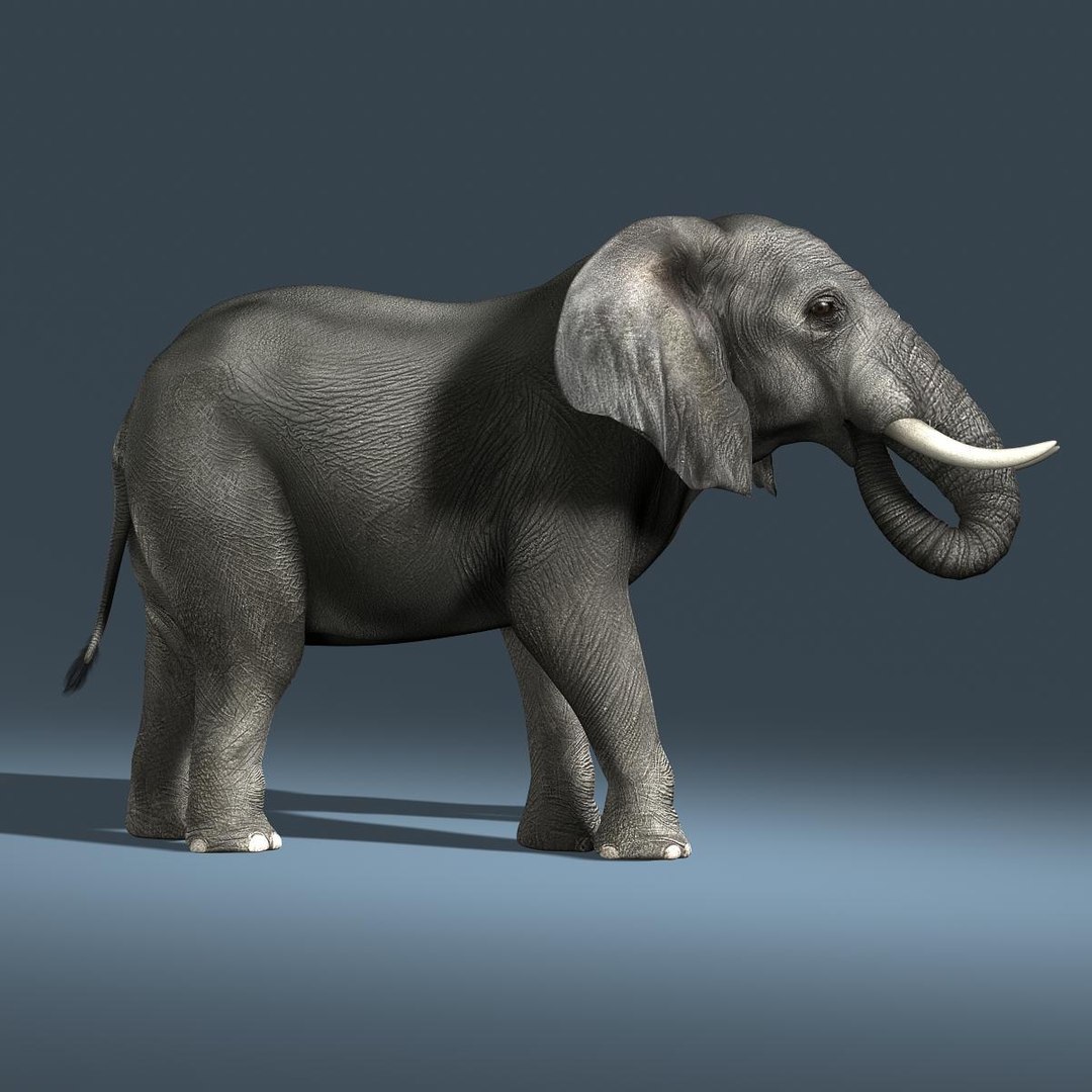 3d Photorealistic African Elephant Rigged Model