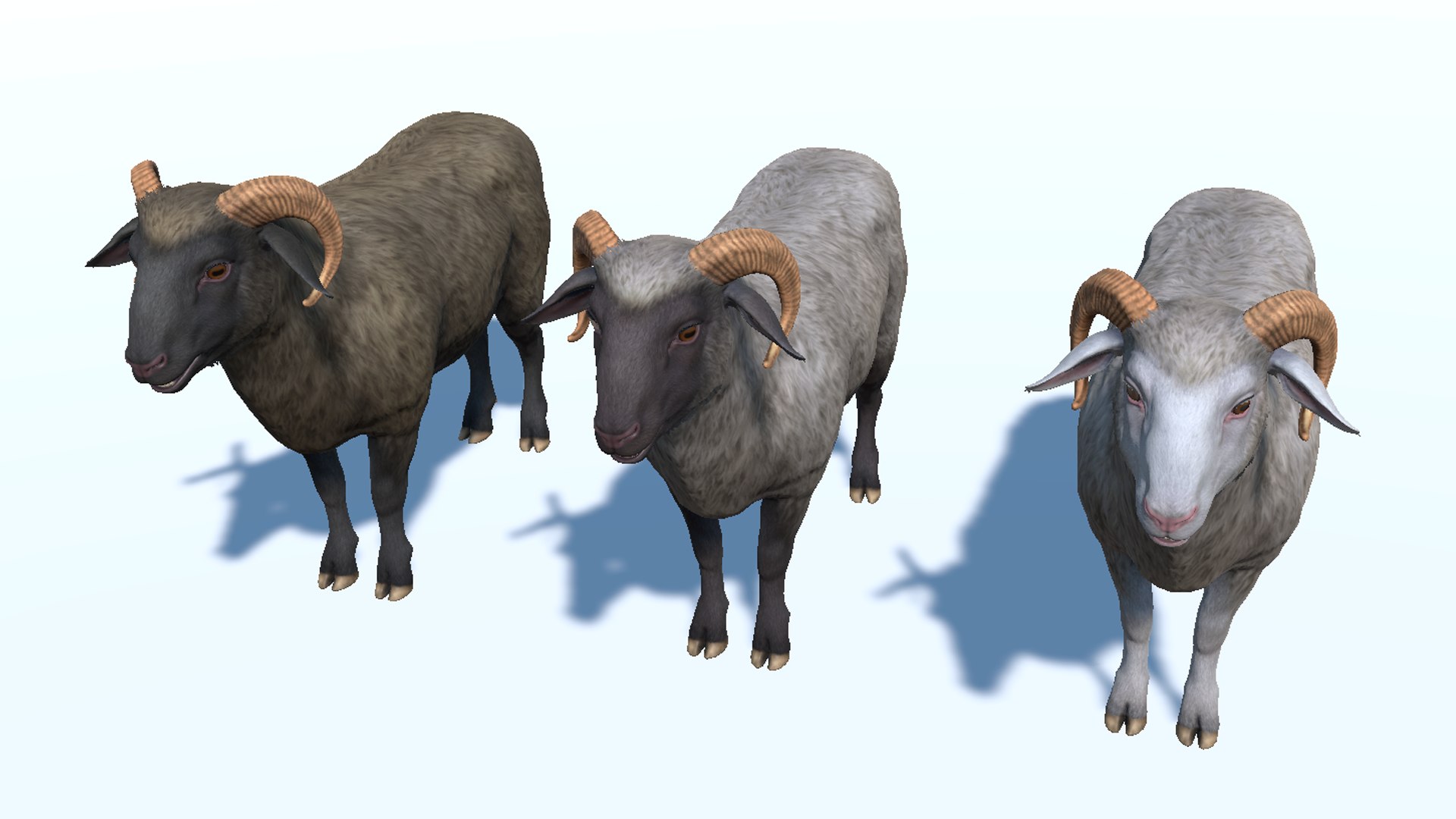 Ram 3D Model - TurboSquid 2350242