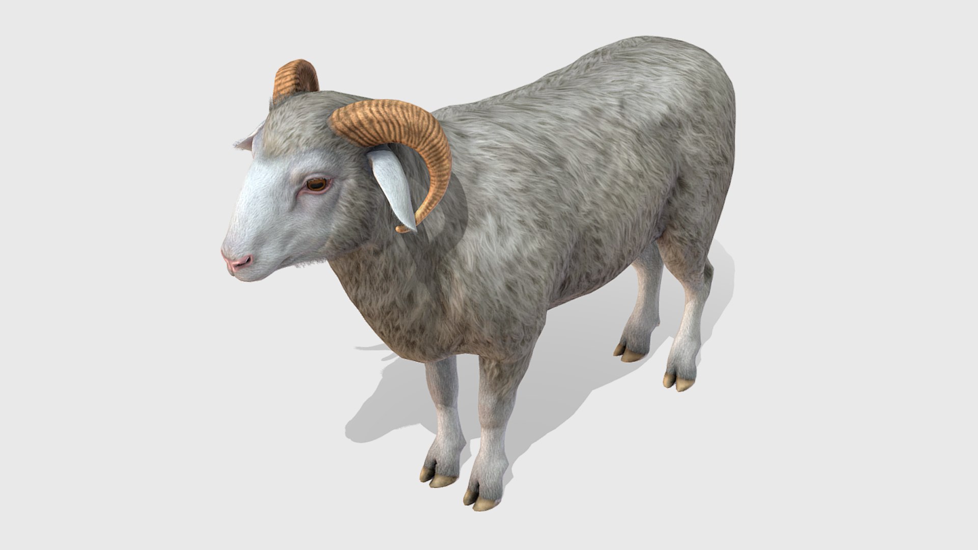 Ram 3D Model - TurboSquid 2350242