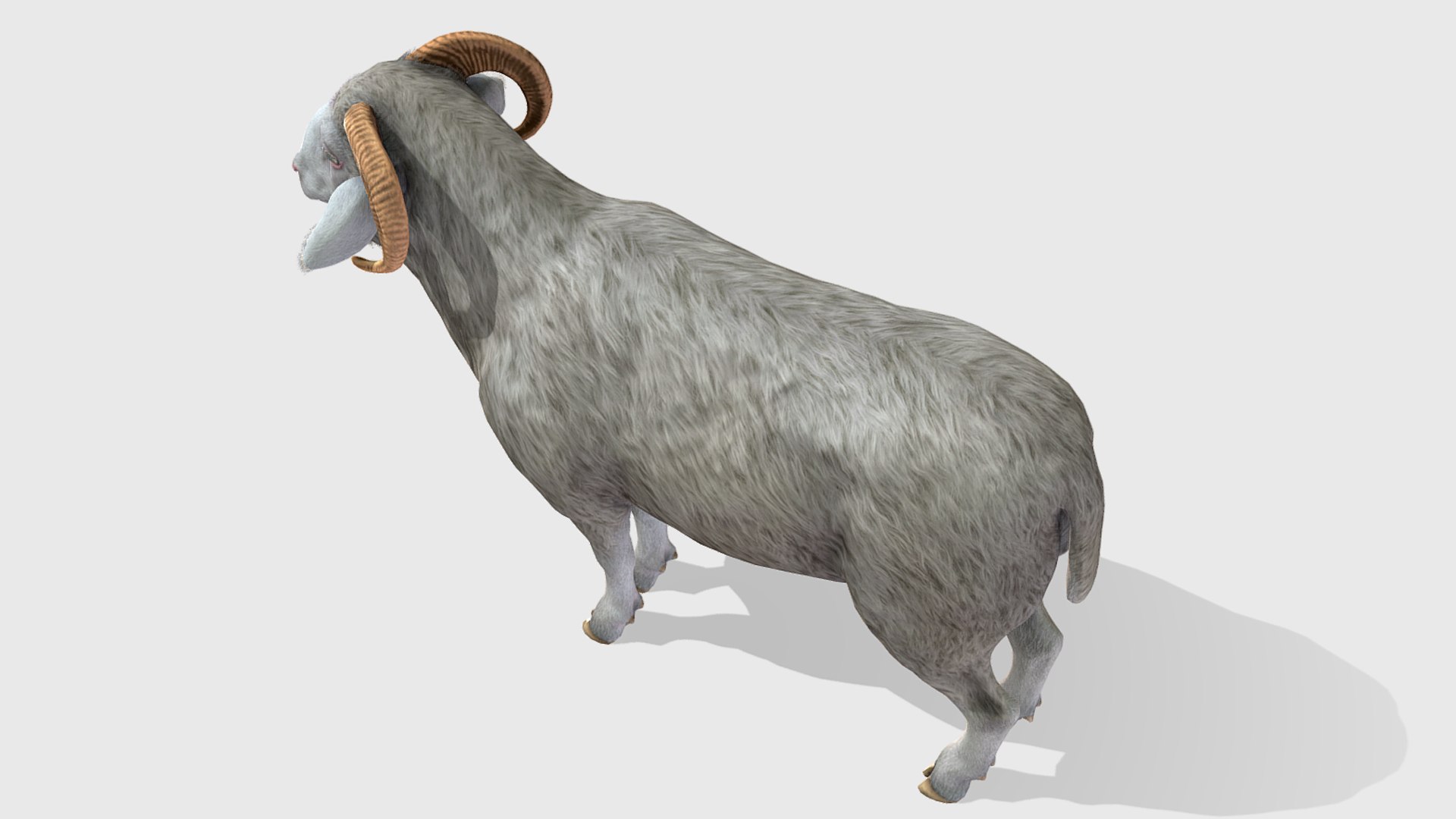 Ram 3D Model - TurboSquid 2350242