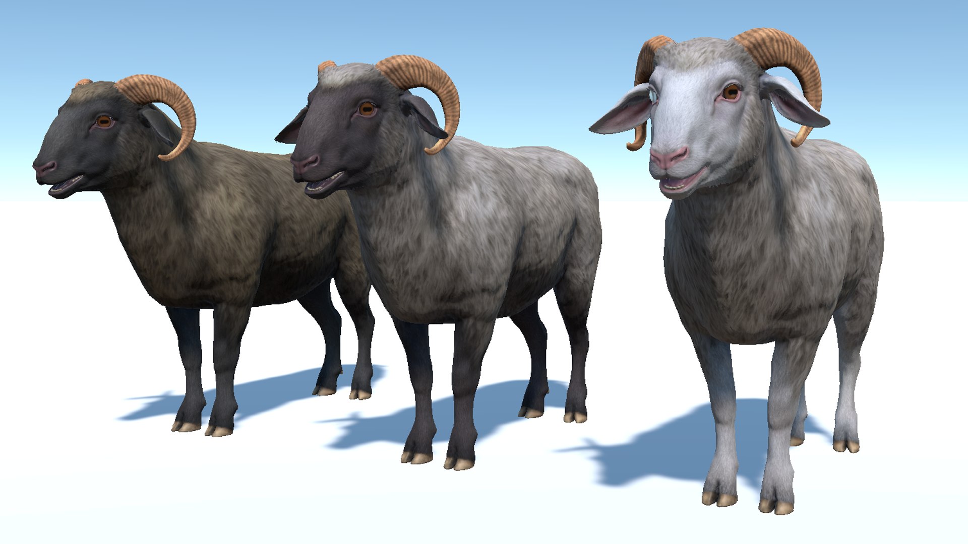 Ram 3D Model - TurboSquid 2350242