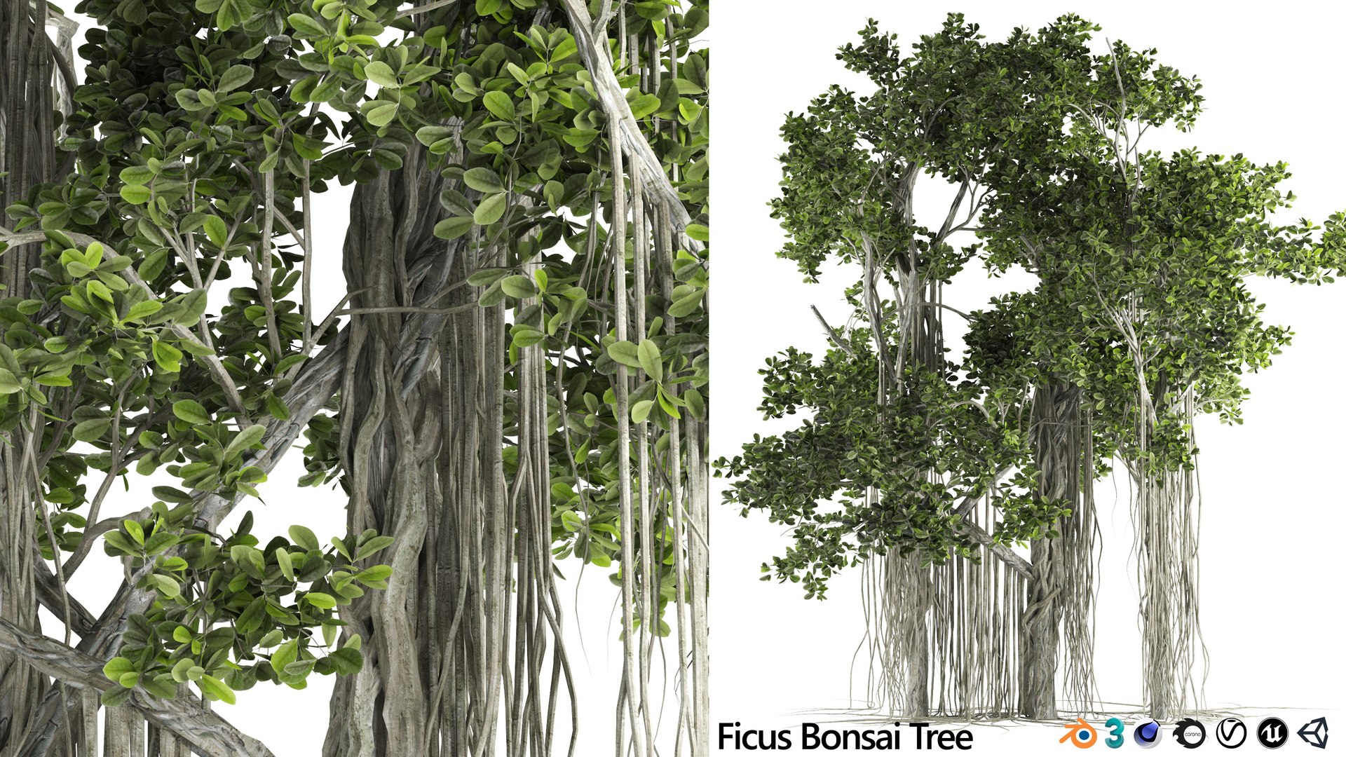 3D Ficus Retusa Decoration Tree Model - TurboSquid 2114571