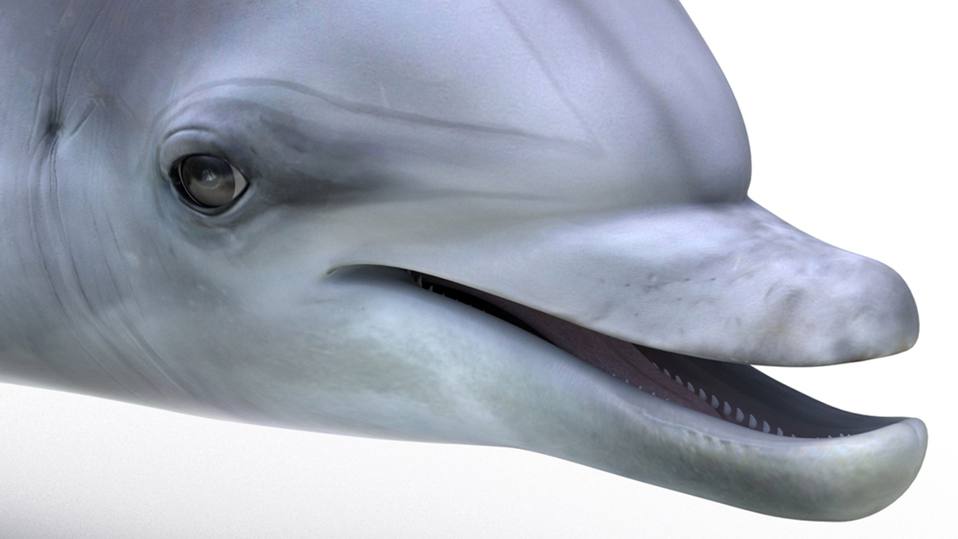 Bottlenose Dolphin Rigged 3D Model - TurboSquid 2299979