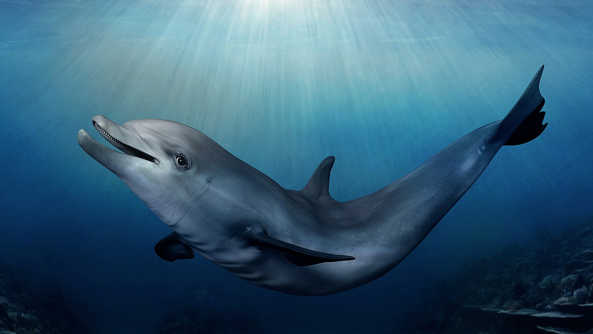 Bottlenose Dolphin Rigged 3D Model - TurboSquid 2299979