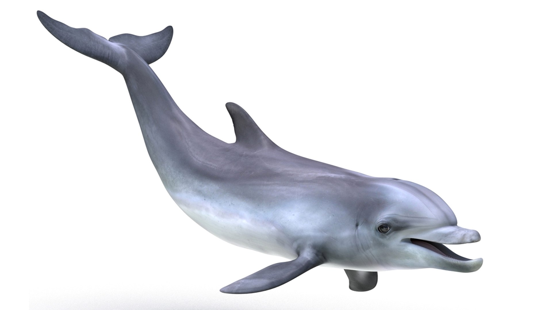 Bottlenose Dolphin Rigged 3D Model - TurboSquid 2299979