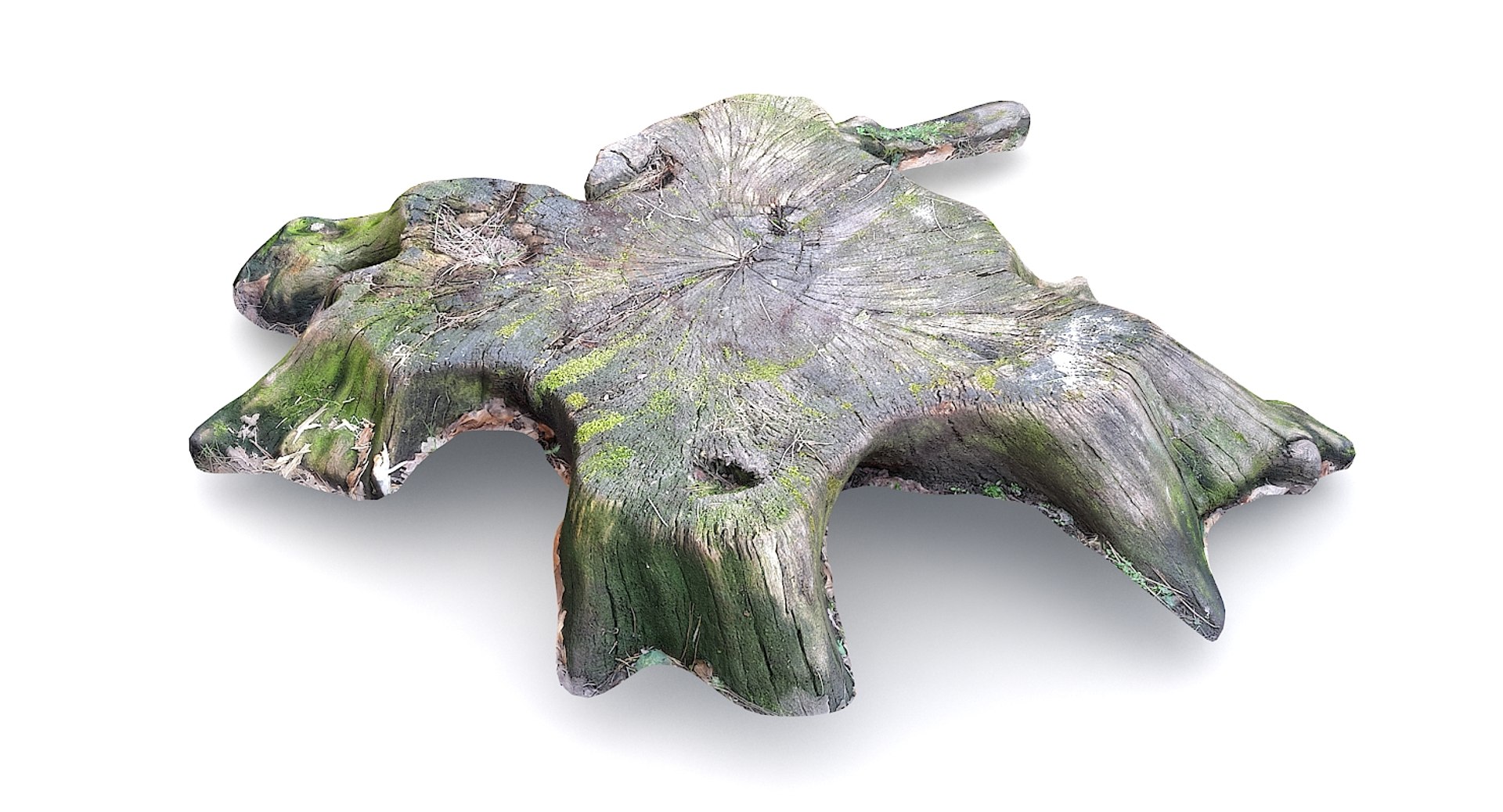 3D Scan Old Tree Stump - TurboSquid 1263771