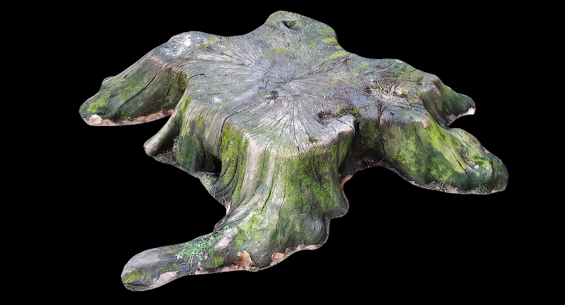 3D Scan Old Tree Stump - TurboSquid 1263771
