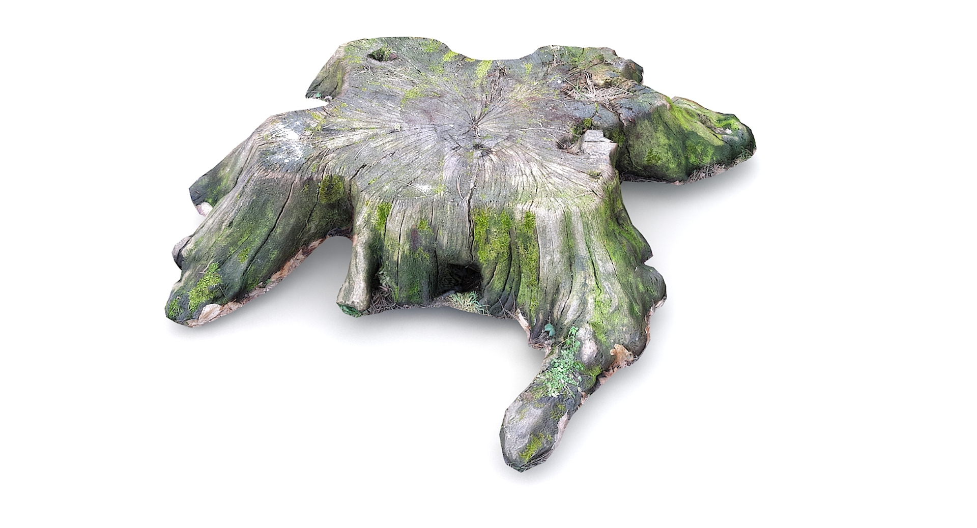 3D Scan Old Tree Stump - TurboSquid 1263771