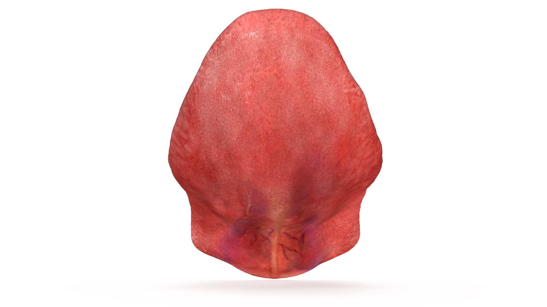 Tongue Rig Maya 3D model - TurboSquid 1763796