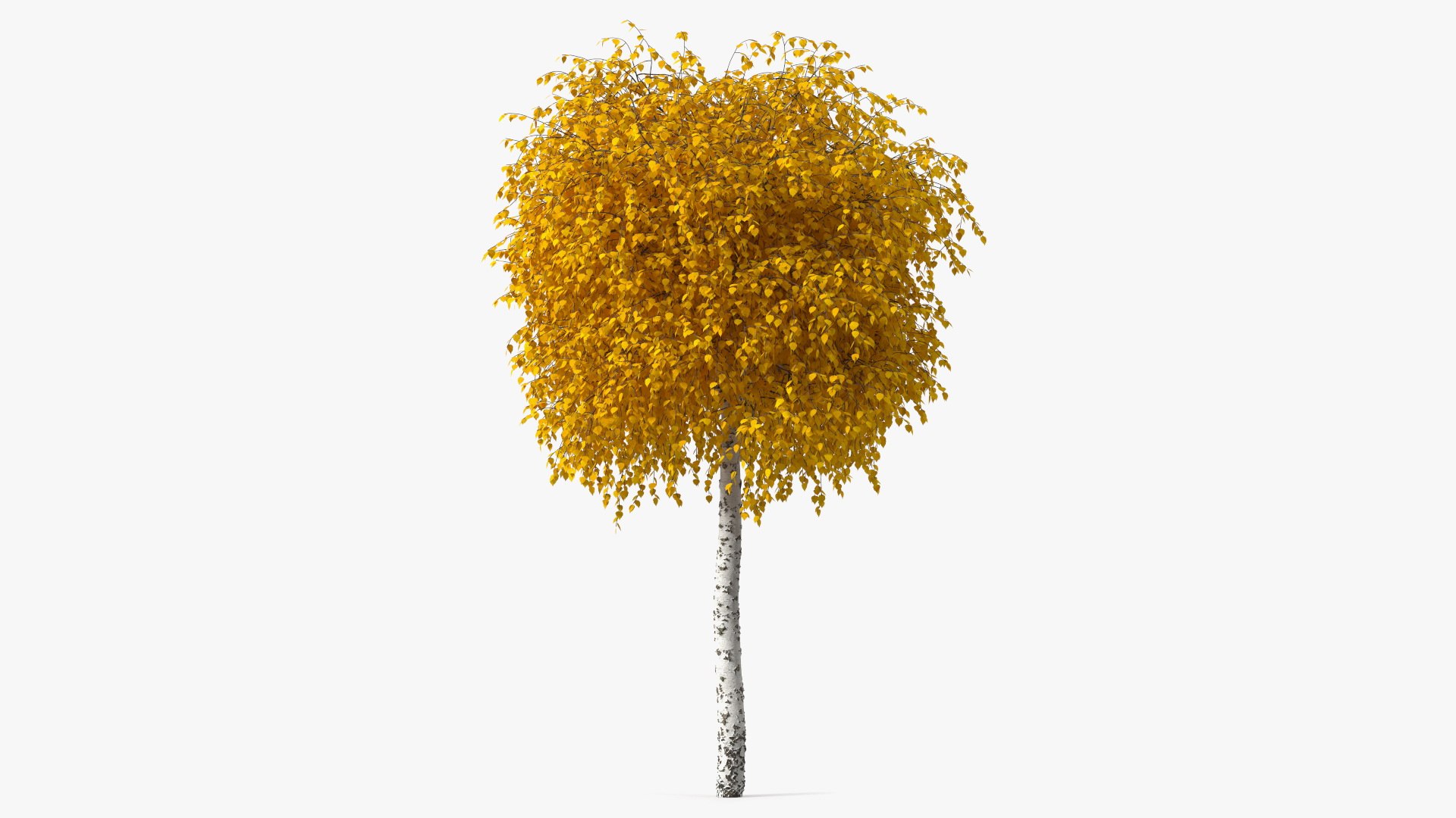 Small Birch Tree Yellow 3D model - TurboSquid 1786923