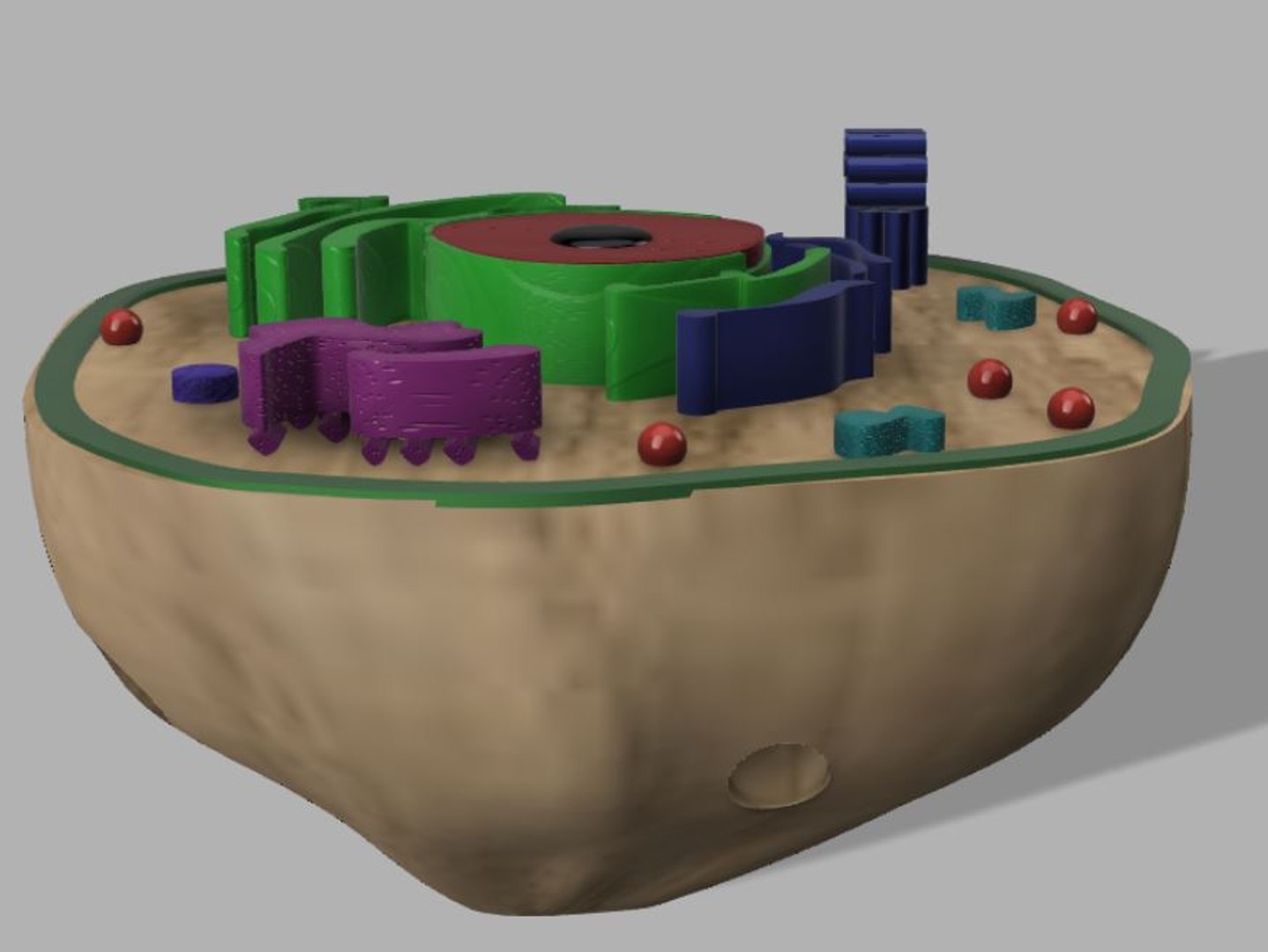 3D Animal cell - TurboSquid 1759983