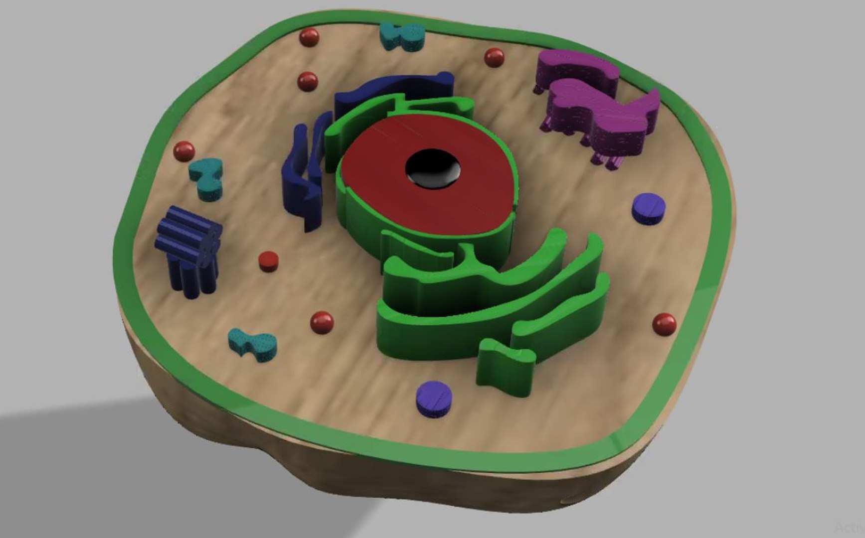 3D Animal cell - TurboSquid 1759983