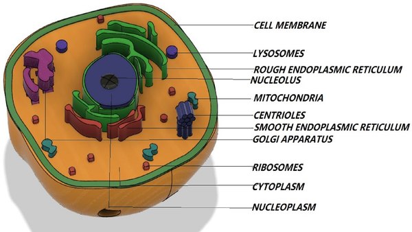 3D Animal cell - TurboSquid 1759983