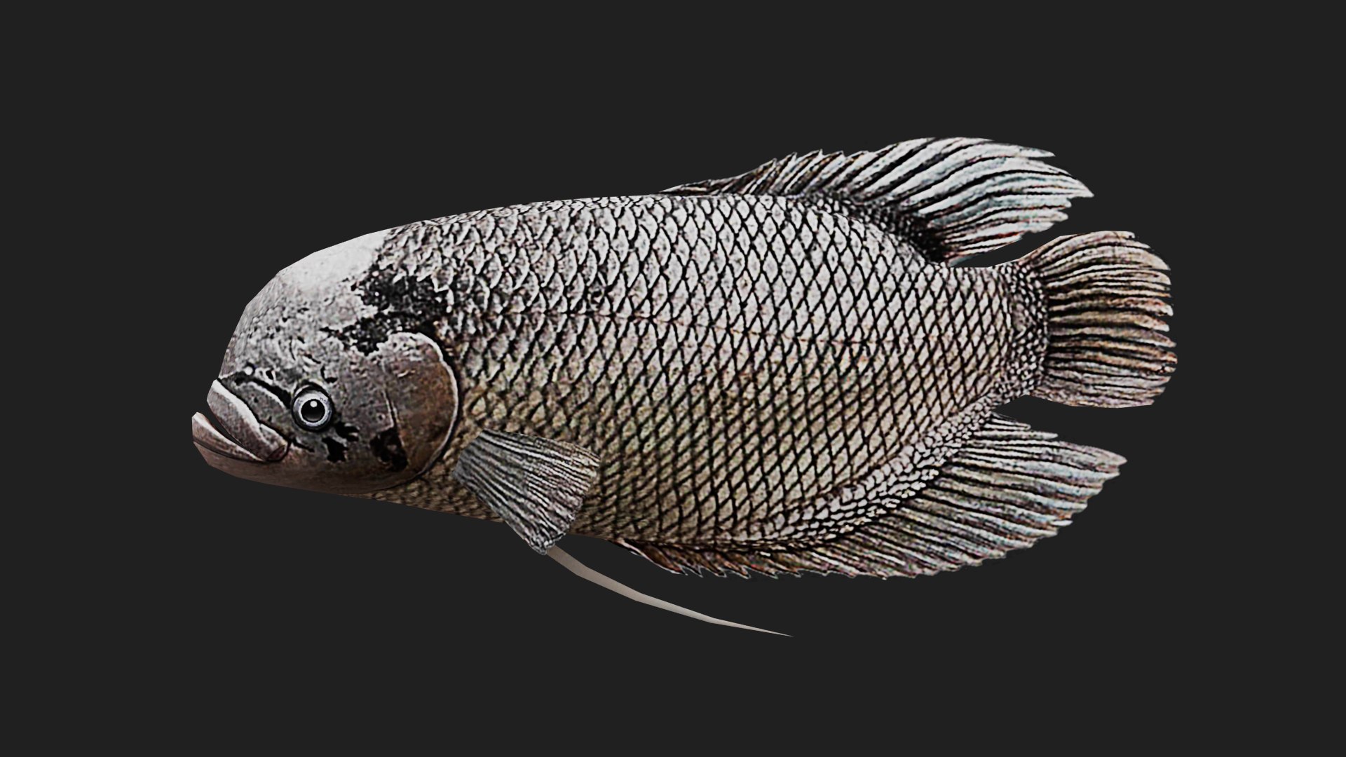 3D Bass Fish Model - TurboSquid 2123265
