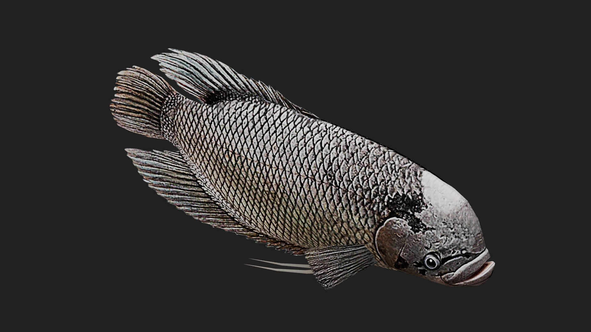 3D Bass Fish Model - TurboSquid 2123265