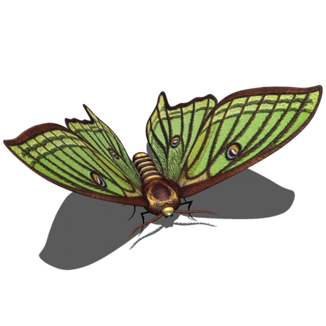 butterfly animation max