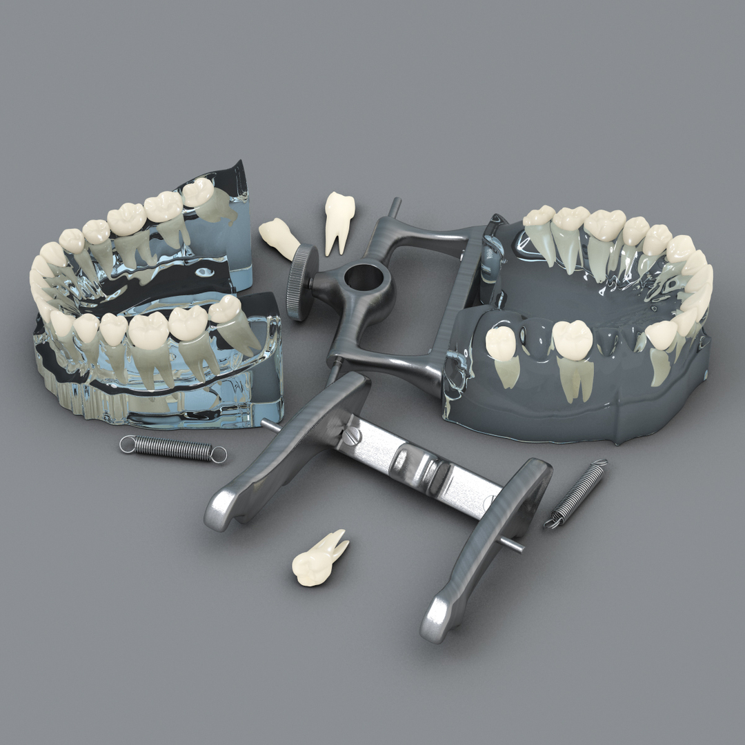 3d Realistic Typodont