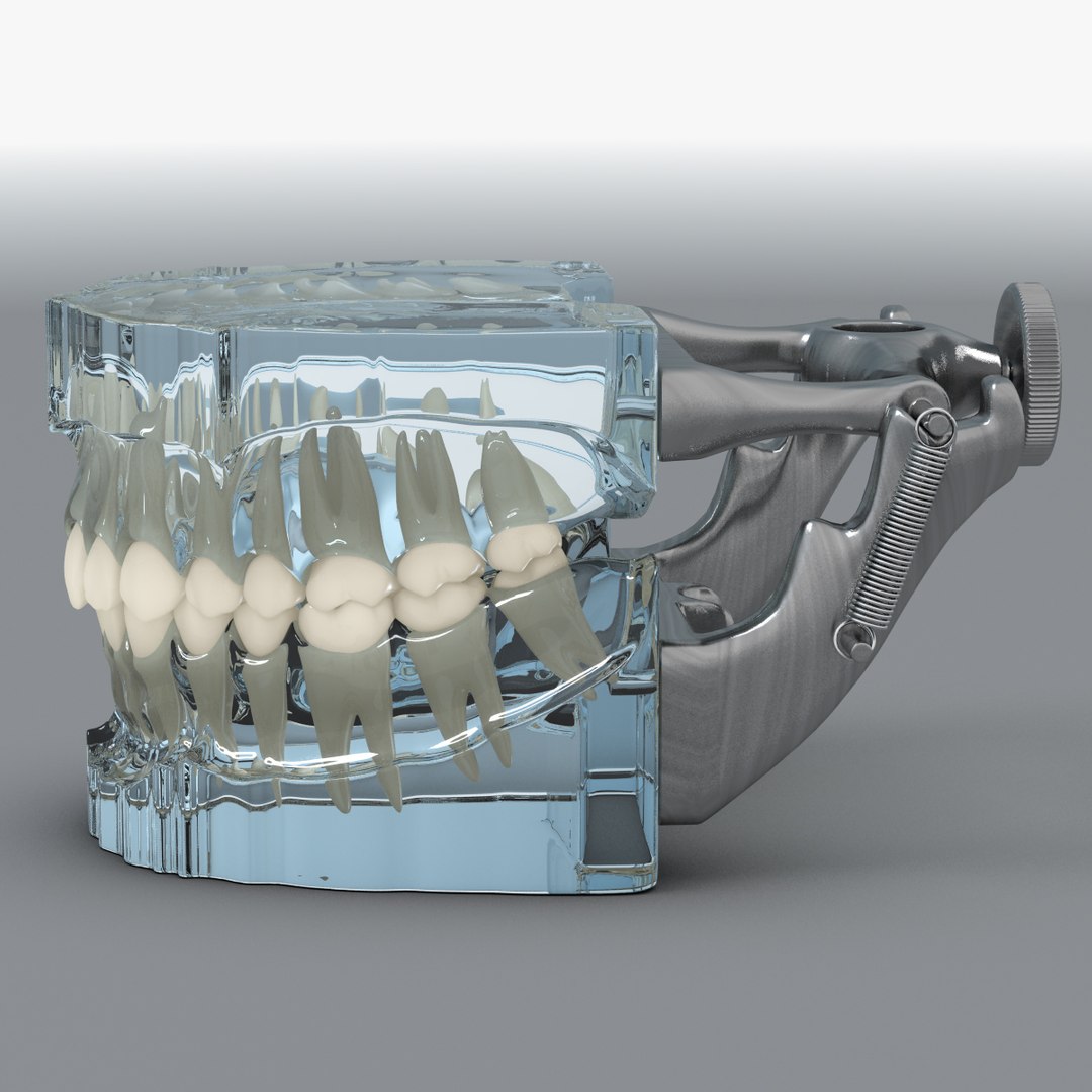 3d Realistic Typodont